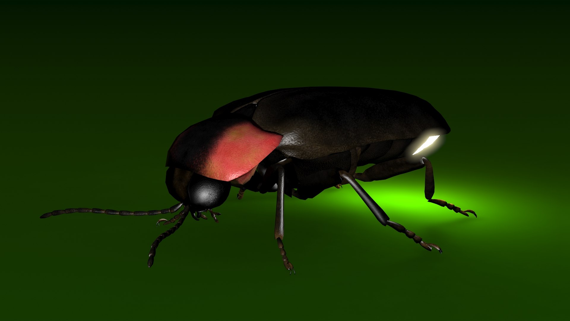 Firefly Fly 3D Model - TurboSquid 1552933