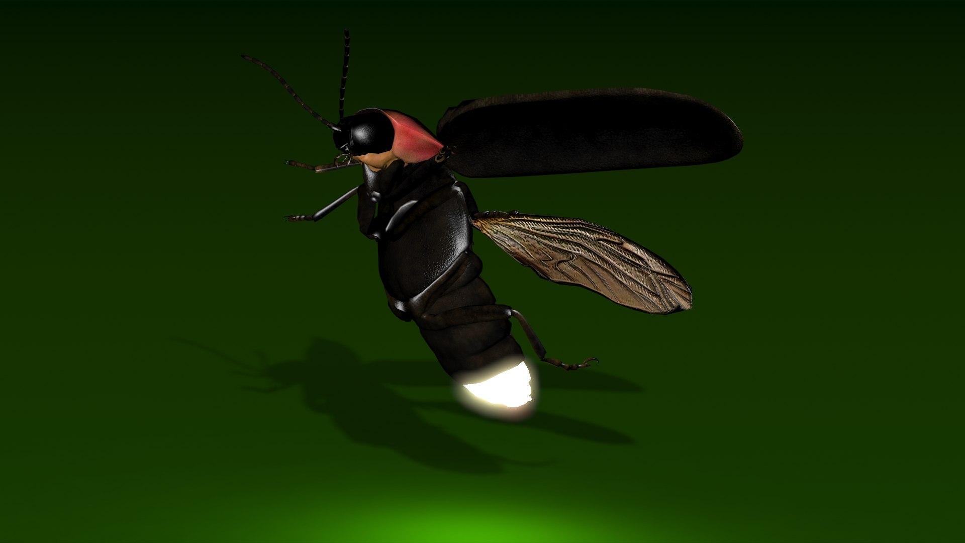 Firefly Fly 3D Model - TurboSquid 1552933