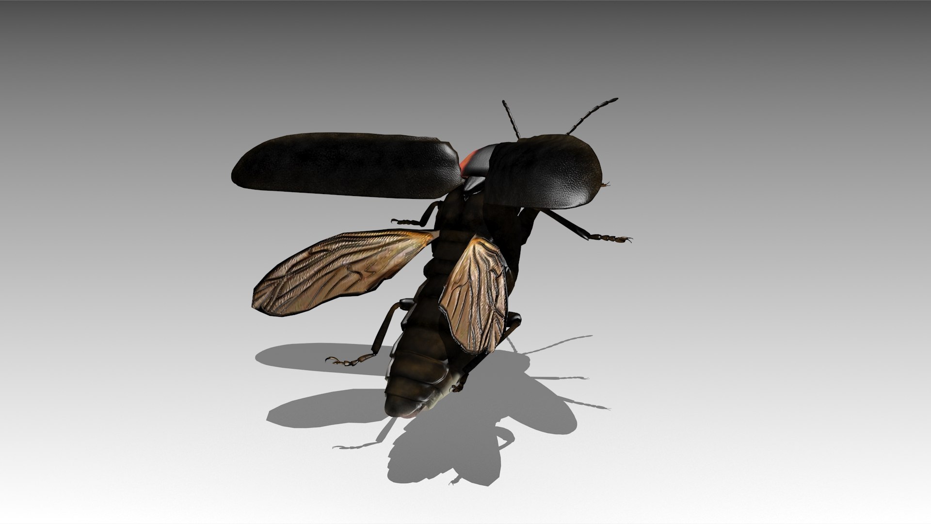 Firefly Fly 3D Model - TurboSquid 1552933