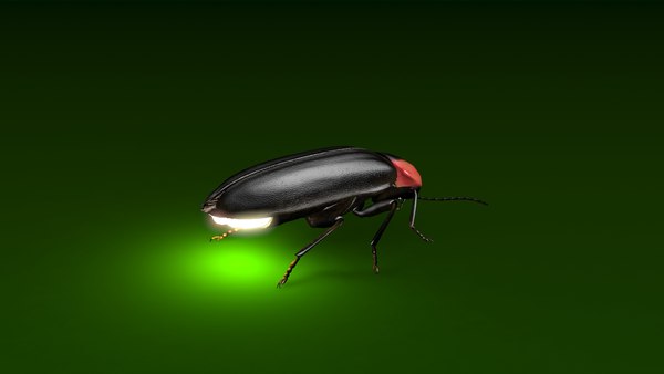 3D Firefly Models | TurboSquid