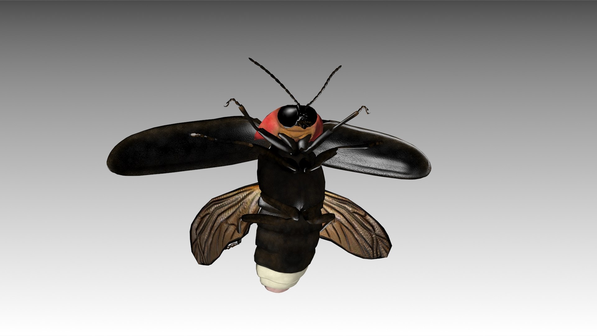 Firefly Fly 3D Model - TurboSquid 1552933