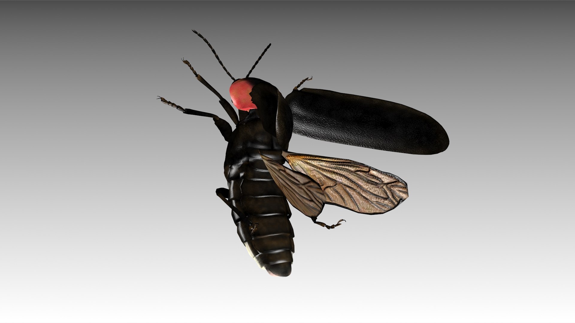 Firefly Fly 3D Model - TurboSquid 1552933