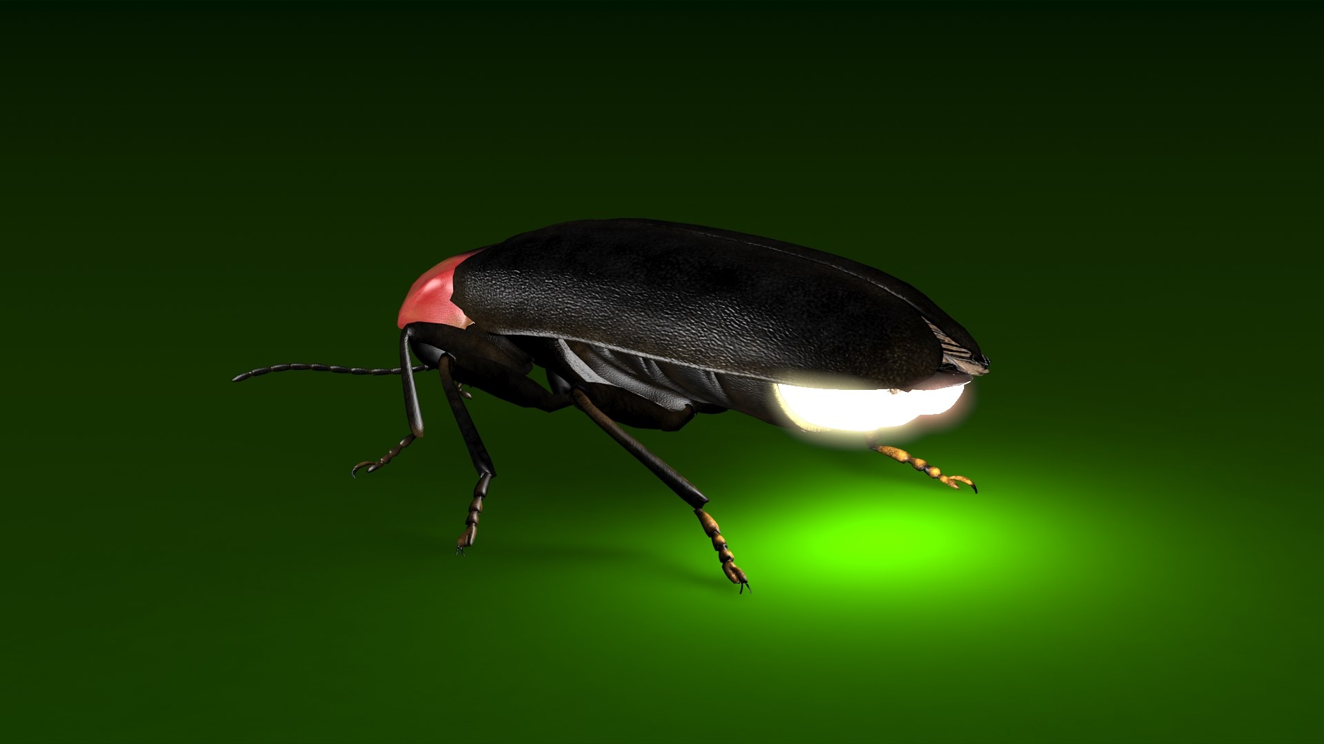 Firefly Fly 3D Model - TurboSquid 1552933