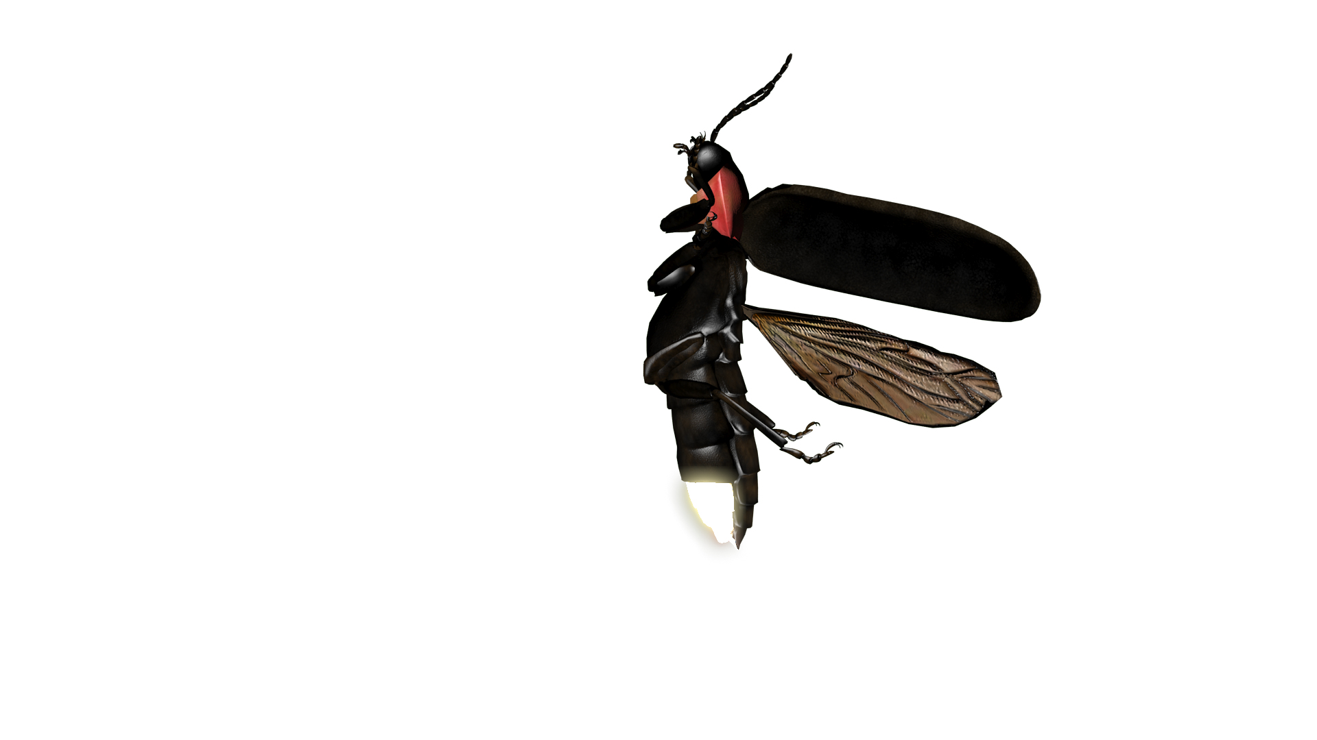 Firefly Fly 3D Model - TurboSquid 1552933