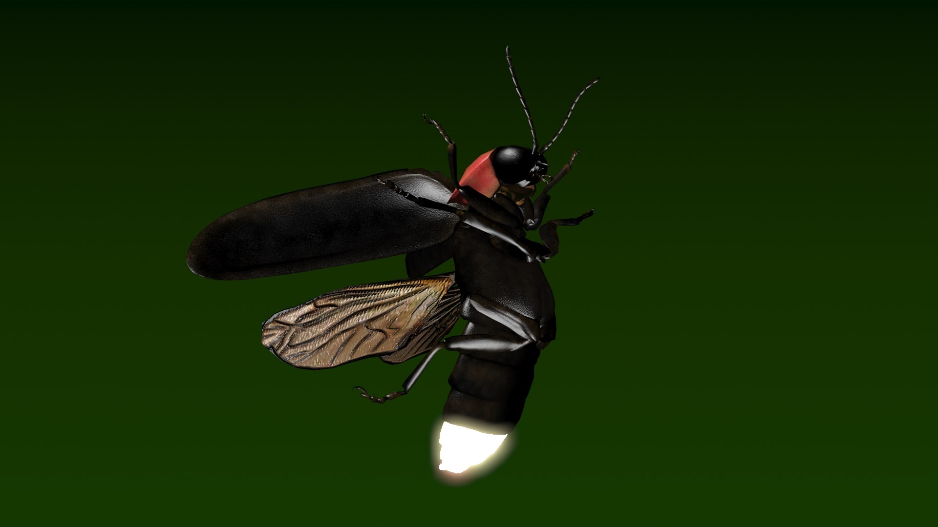 Firefly Fly 3D Model - TurboSquid 1552933
