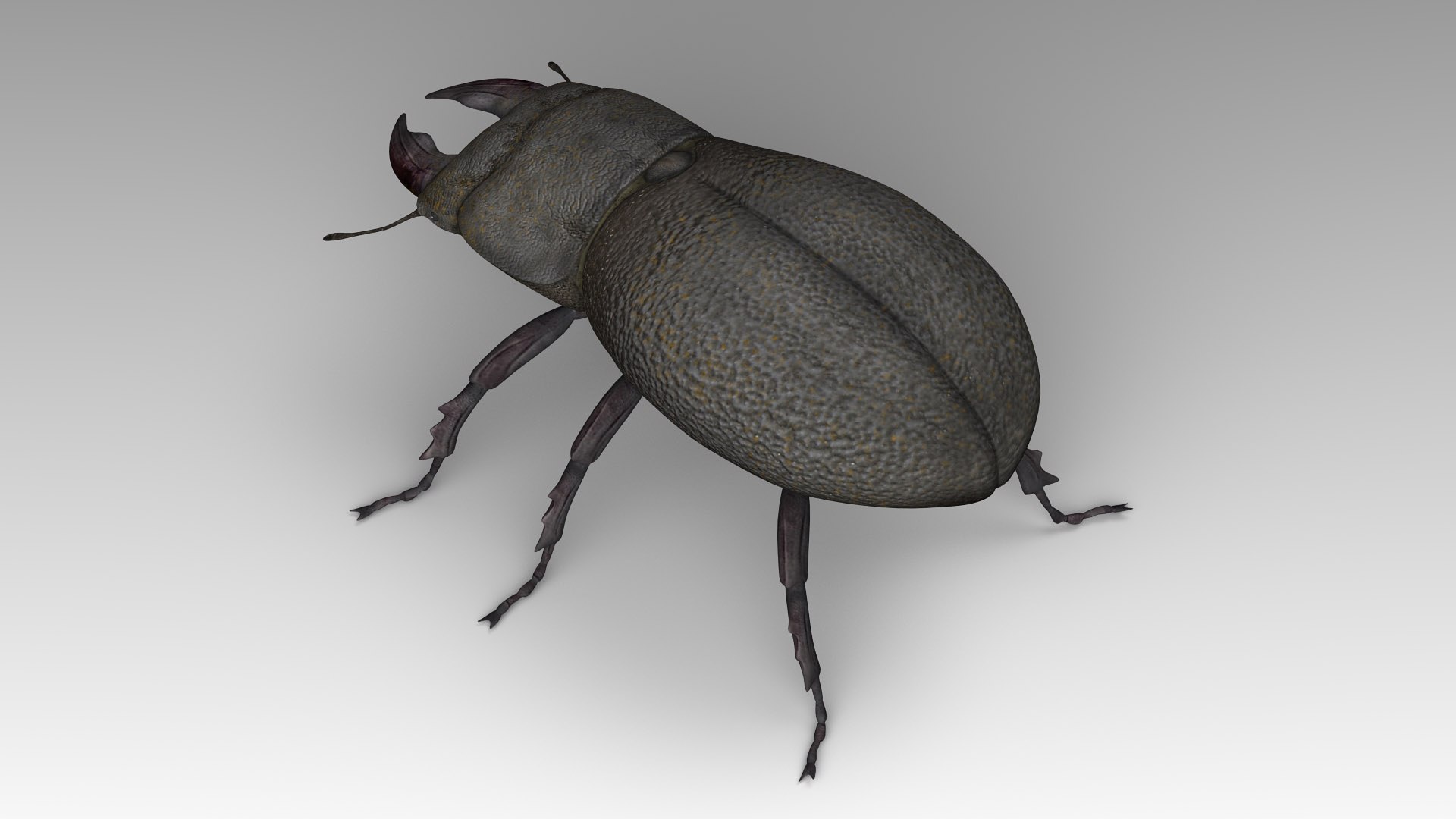 Beetle bug insect 3D - TurboSquid 1307327