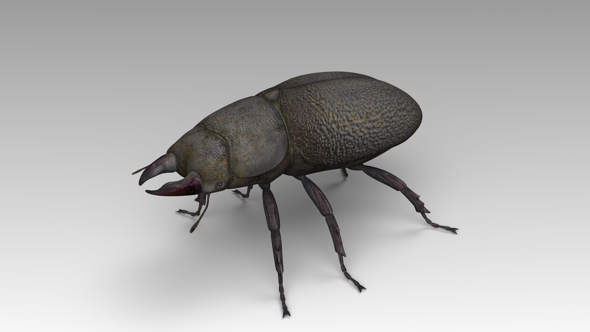 Beetle bug insect 3D - TurboSquid 1307327