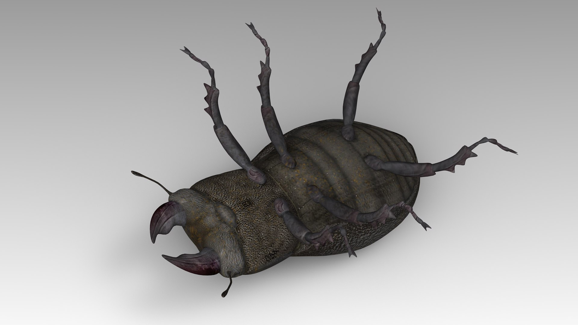 Beetle bug insect 3D - TurboSquid 1307327