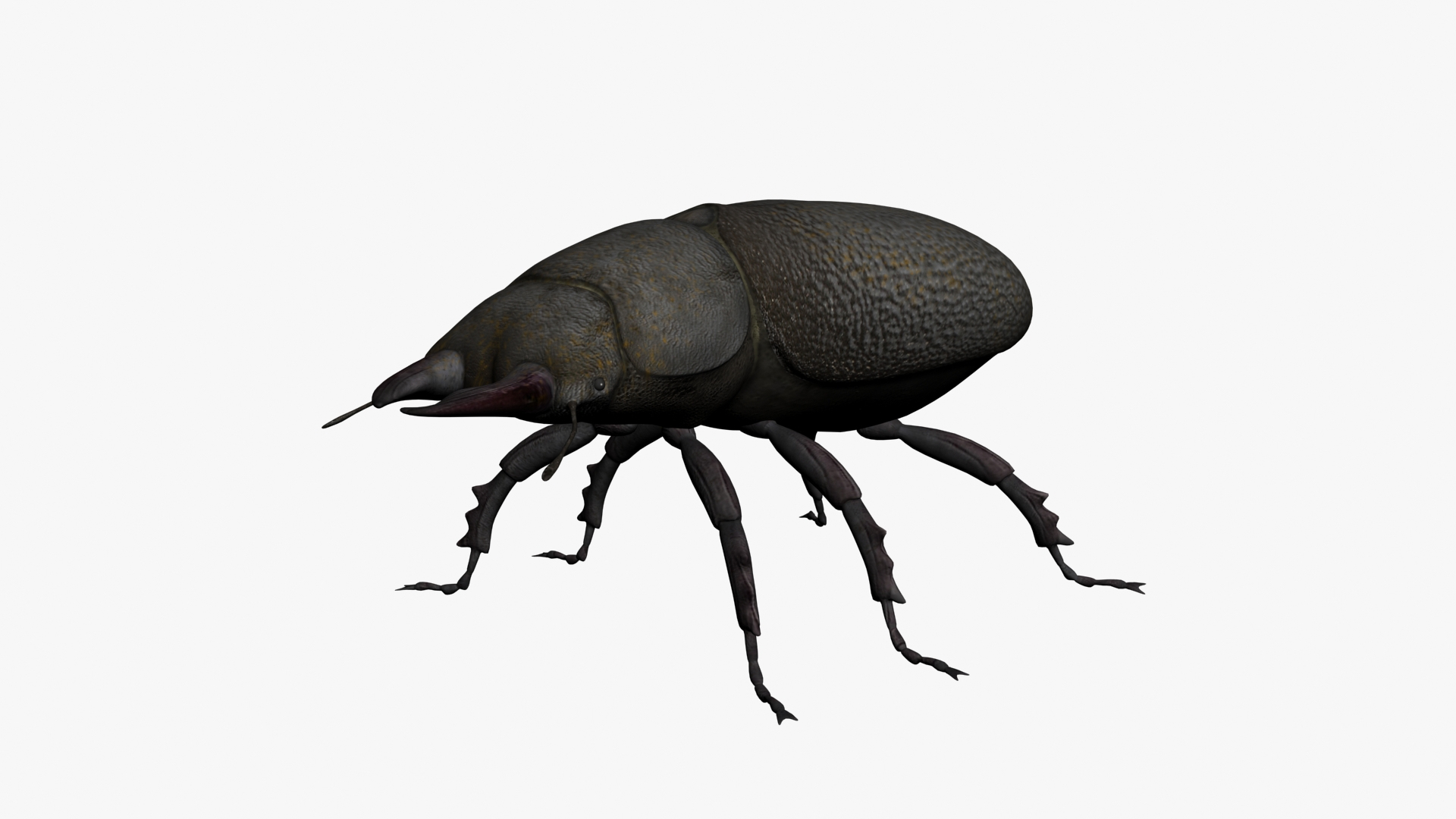 Beetle bug insect 3D - TurboSquid 1307327