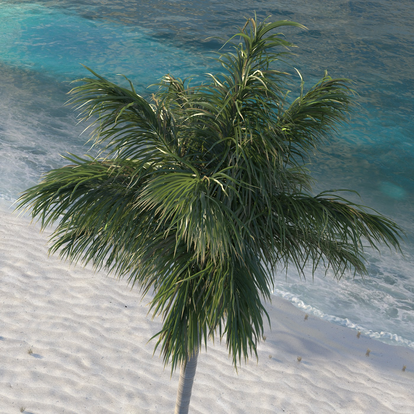 royal palm tree fbx