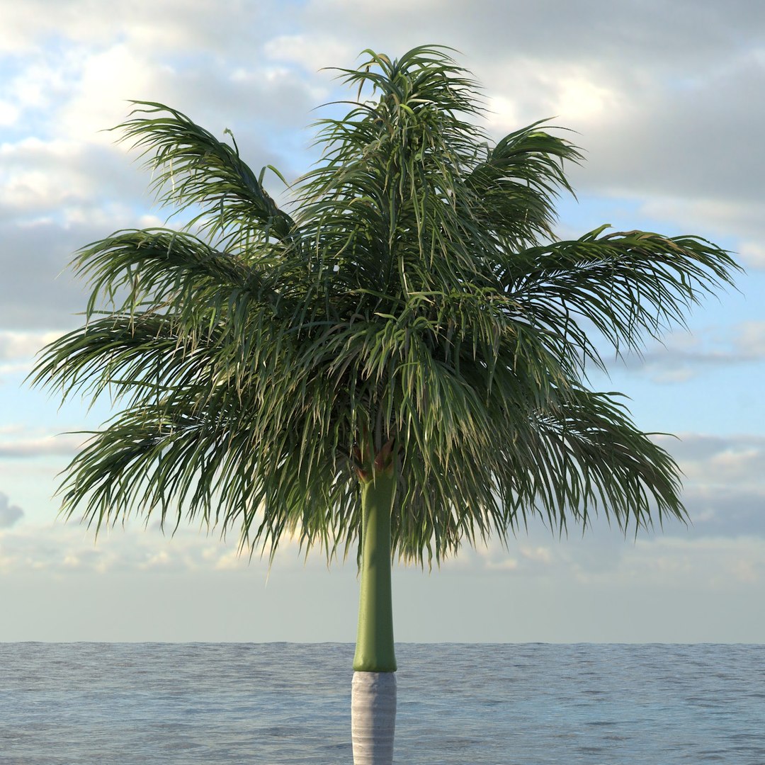 Royal Palm Tree Fbx