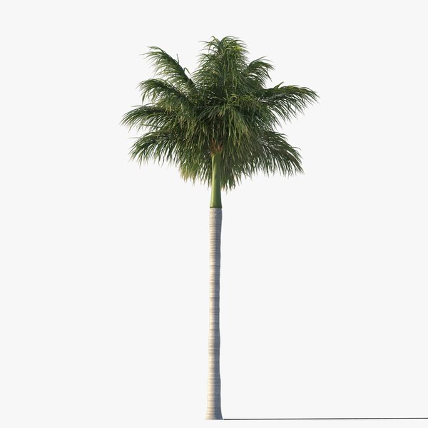 royal palm tree 3d max