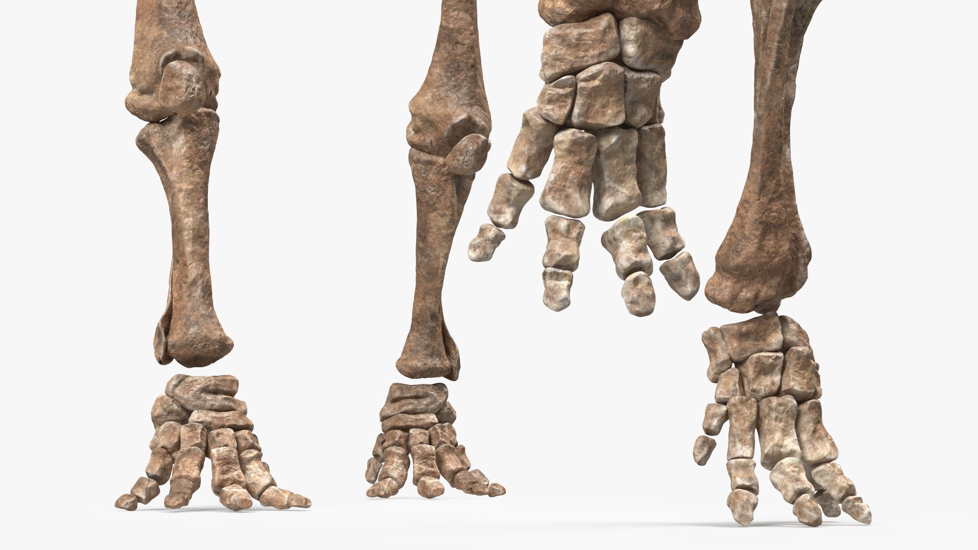 3D Mammoth Skeleton Old Bones Walking Pose - TurboSquid 1801985