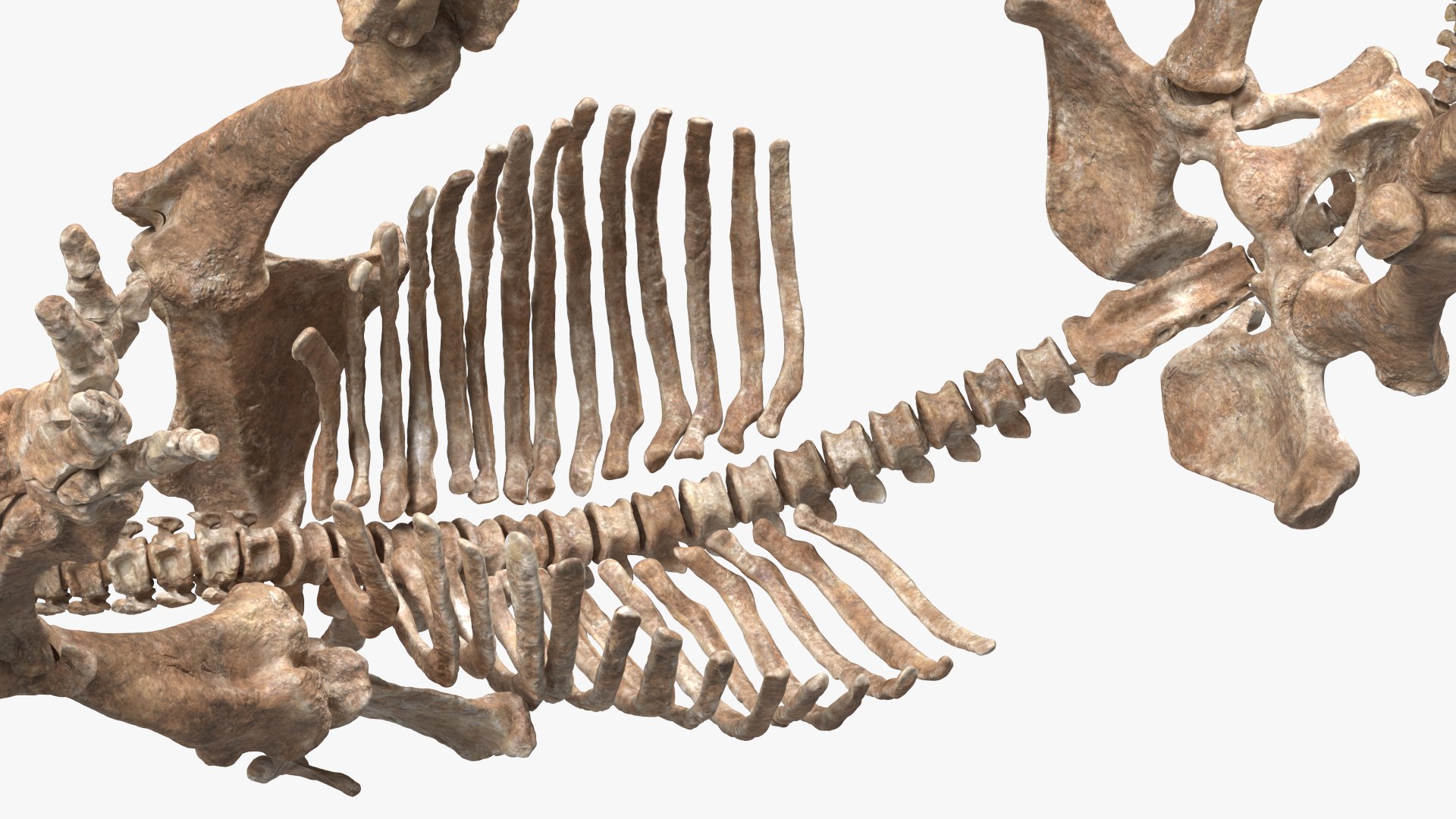 3D Mammoth Skeleton Old Bones Walking Pose - TurboSquid 1801985