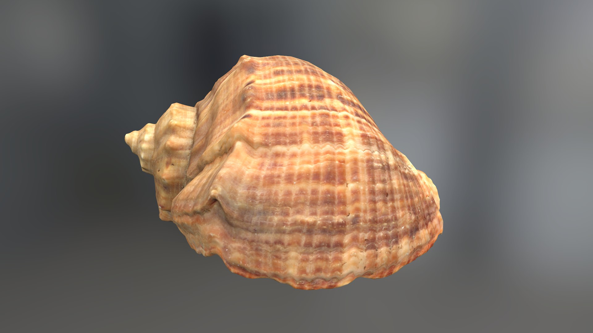 3D Sea Shell - TurboSquid 2017908