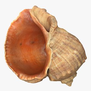 3D Conch Shell Models - Browse & Download Formats - TurboSquid