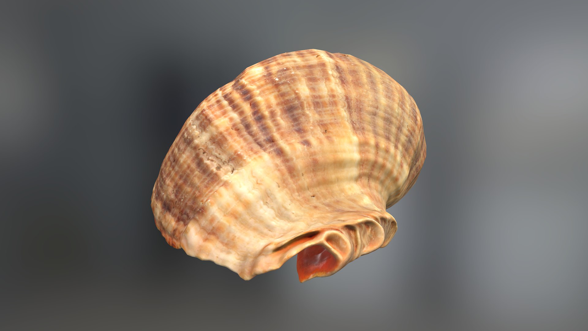 3D Sea Shell - TurboSquid 2017908
