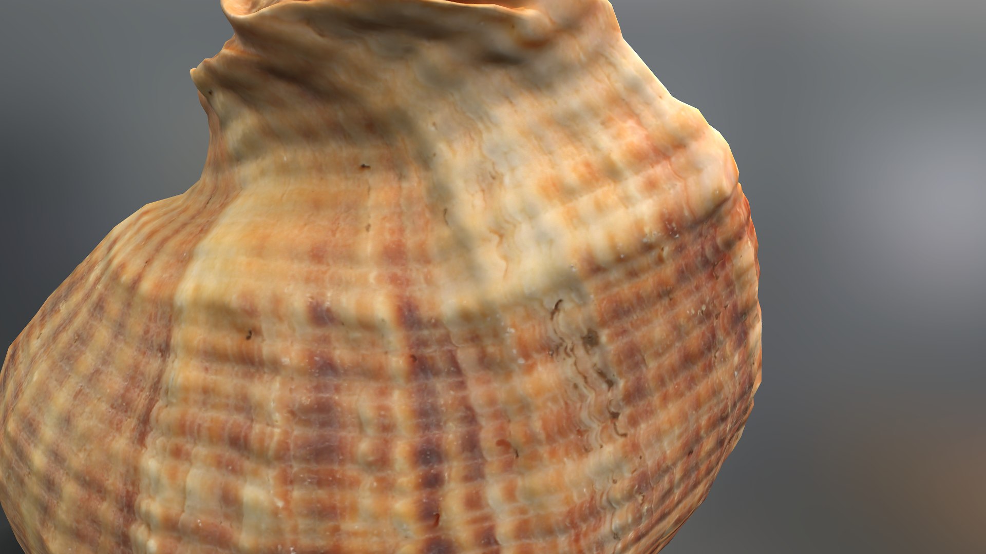 3D Sea Shell - TurboSquid 2017908