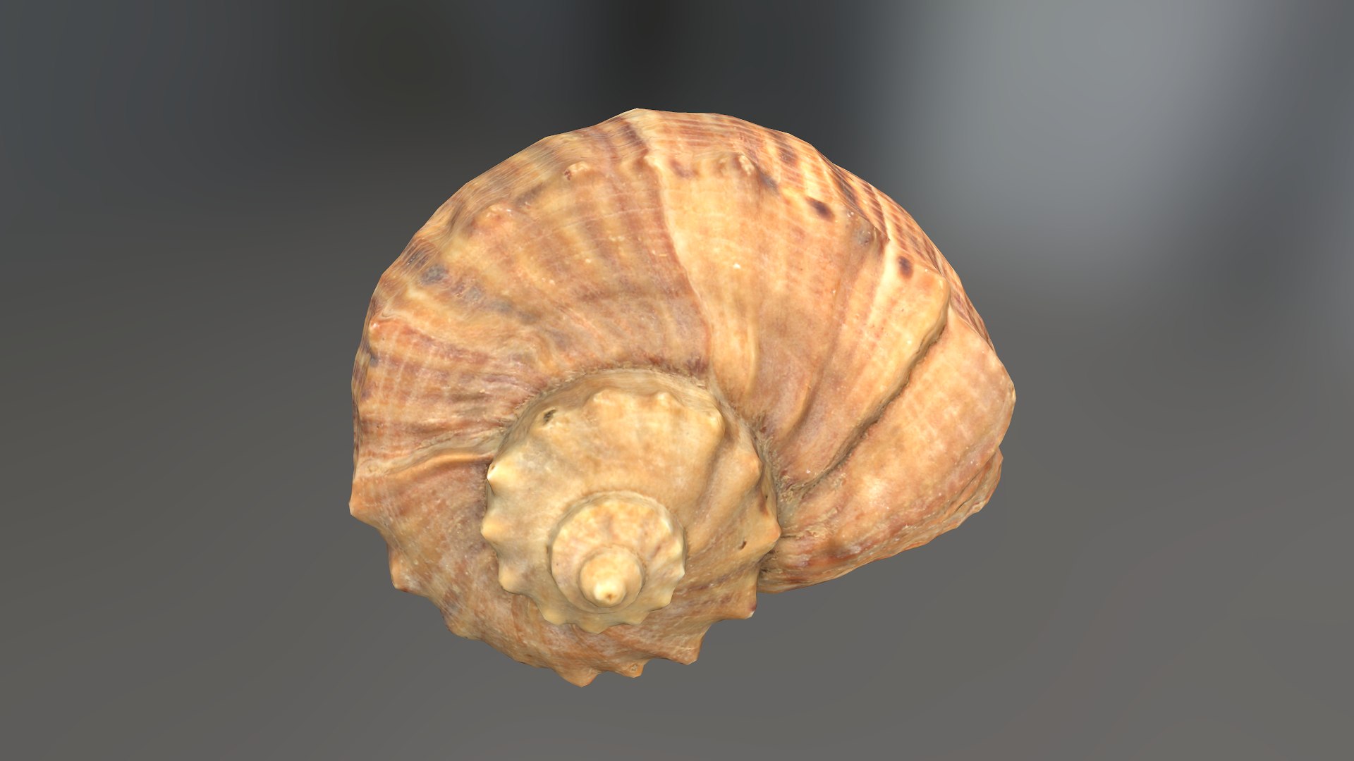 3D Sea Shell - TurboSquid 2017908