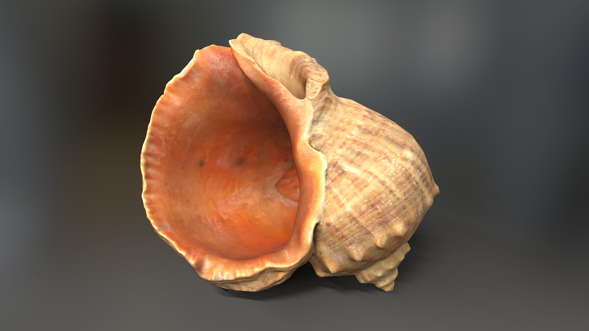 3D Sea Shell - TurboSquid 2017908