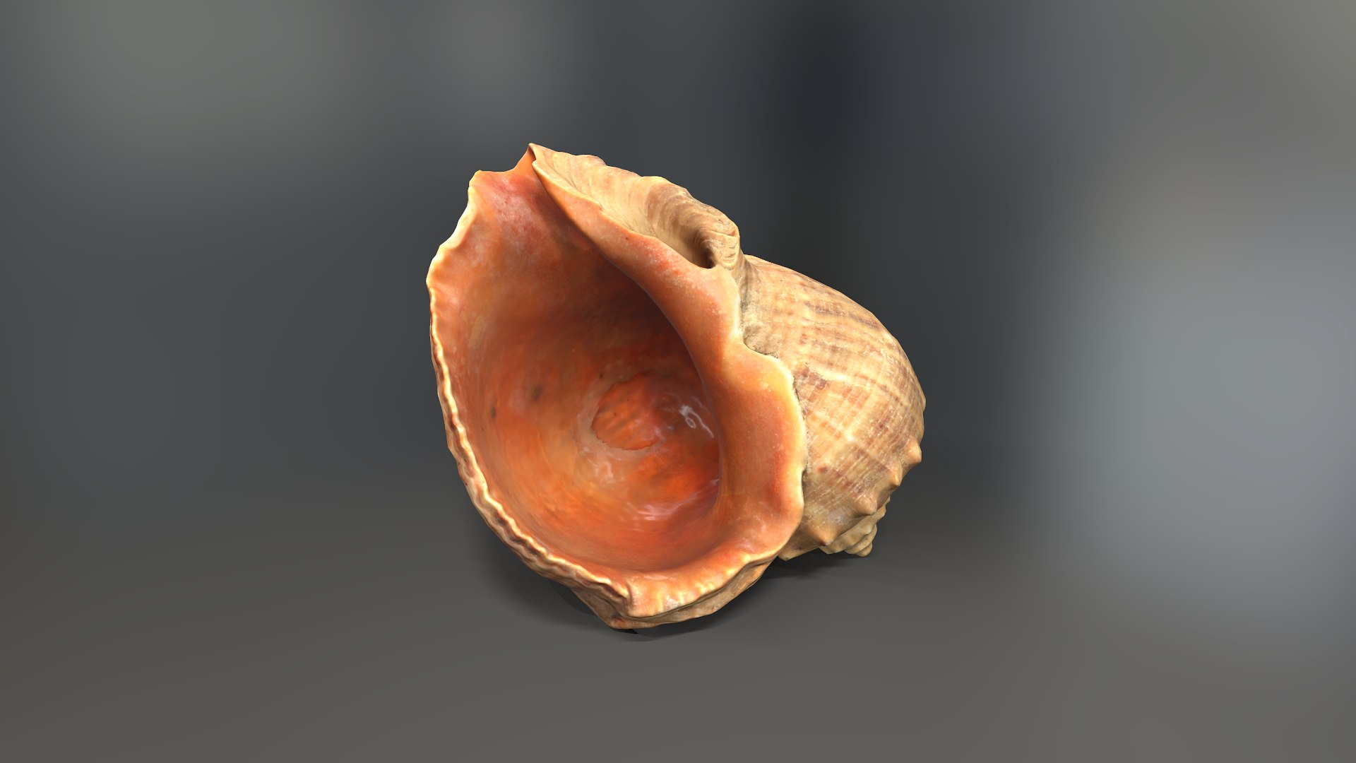 3D Sea Shell - TurboSquid 2017908
