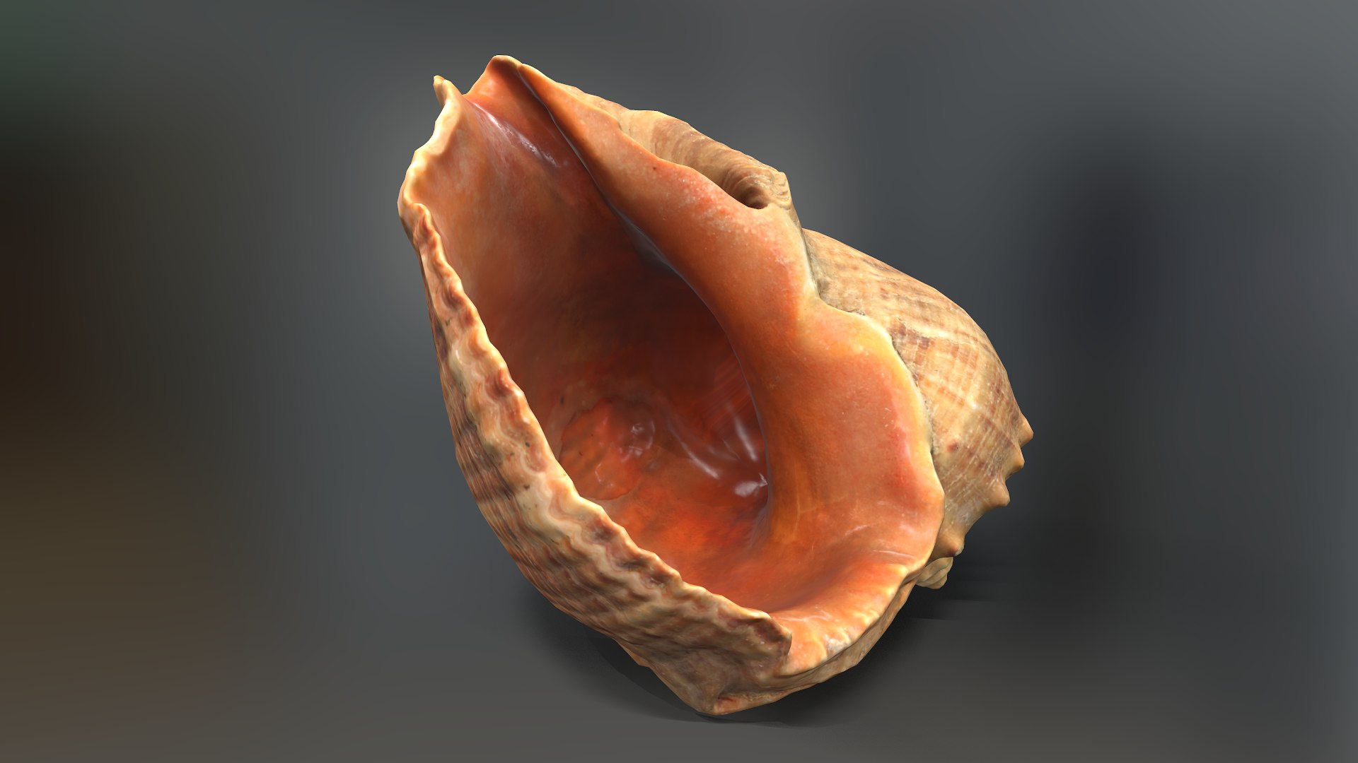 3D Sea Shell - TurboSquid 2017908