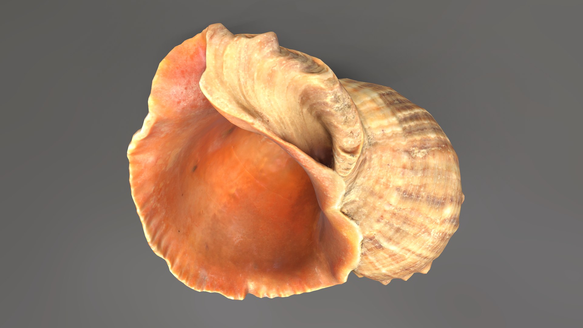 3D Sea Shell - TurboSquid 2017908