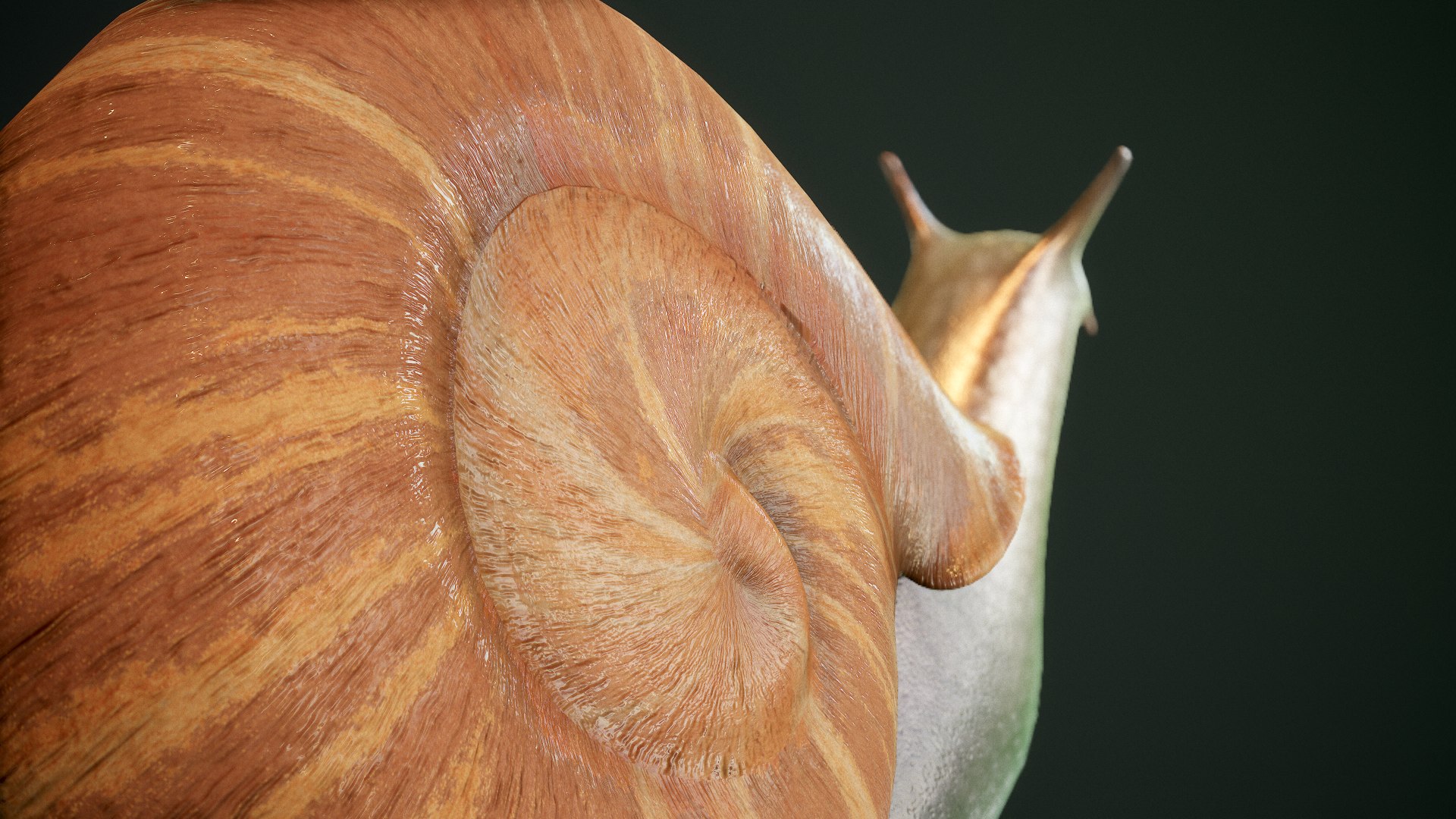 3D Snail Pbr Ready Model - TurboSquid 1571598