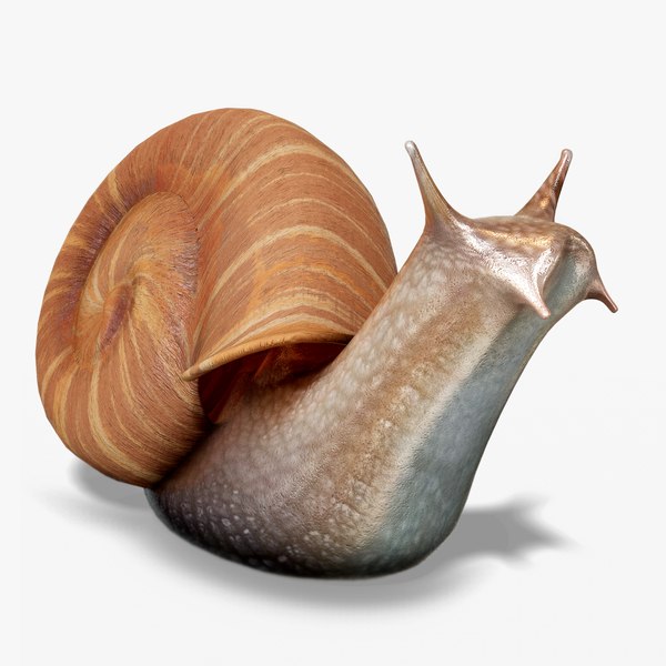 modelo 3d Caracol - TurboSquid 1571598