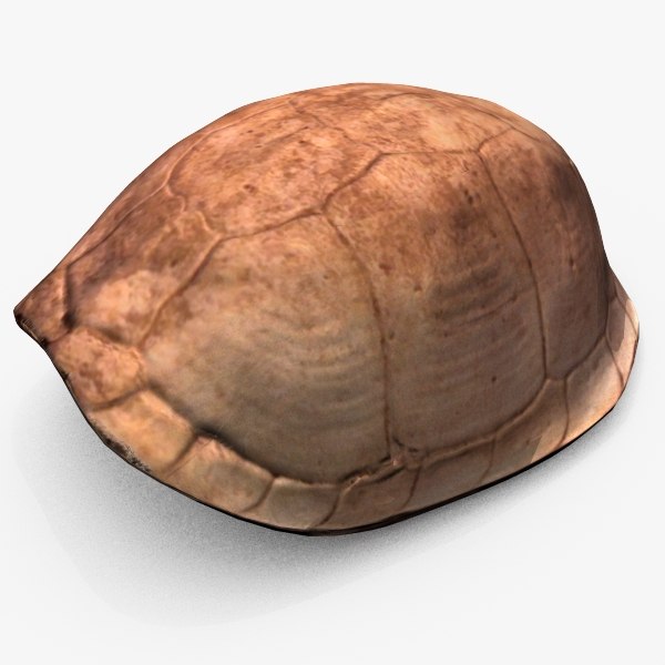 3ds max turtle shell