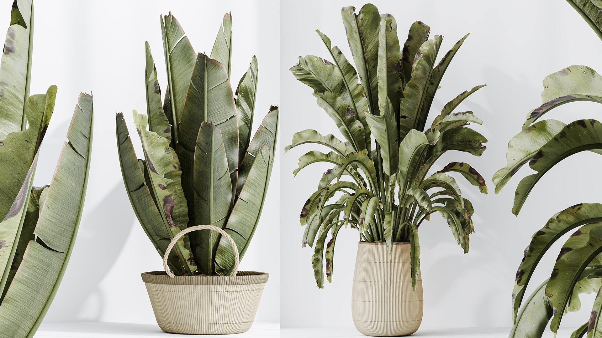 3D Model AV Indoor Plants Set 205 Ravenala Banana Strelitzia Nicolai ...