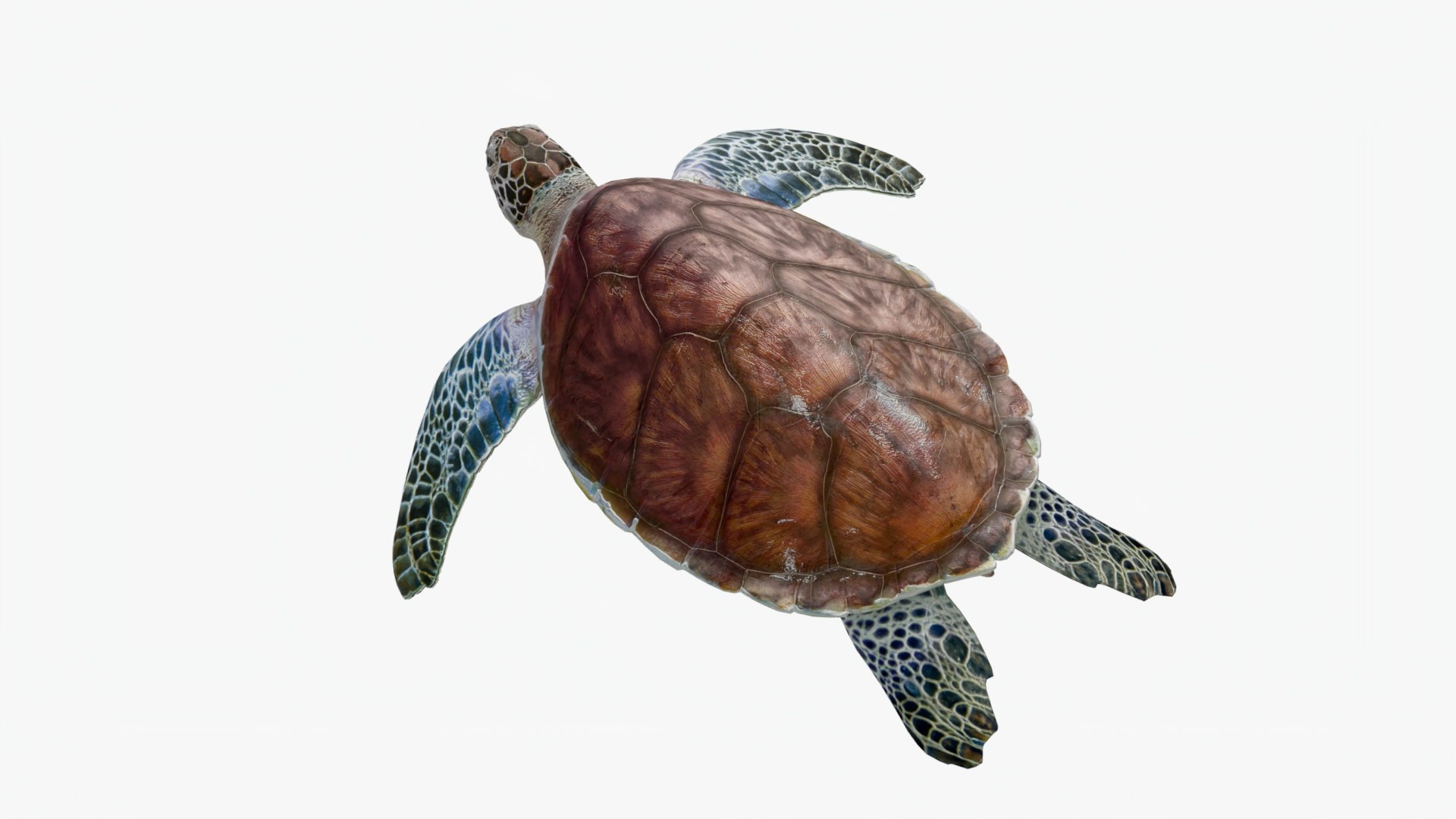 3D Realisti Rigged Sea Turtle Model - TurboSquid 1979239