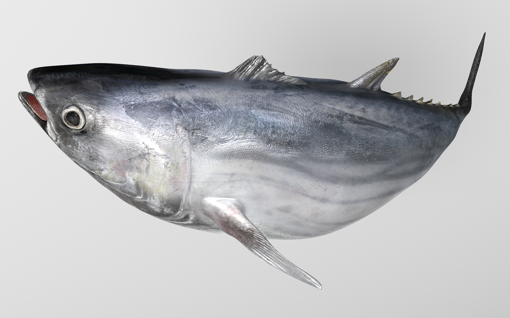 TUNA FISH Rigged L1555 3D model - TurboSquid 1816624