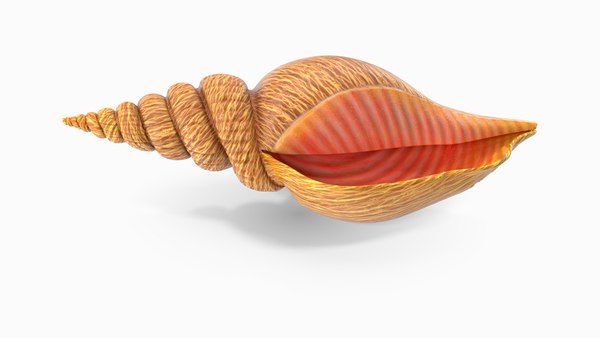 3D Sea Shell 0202 model - TurboSquid 1736605