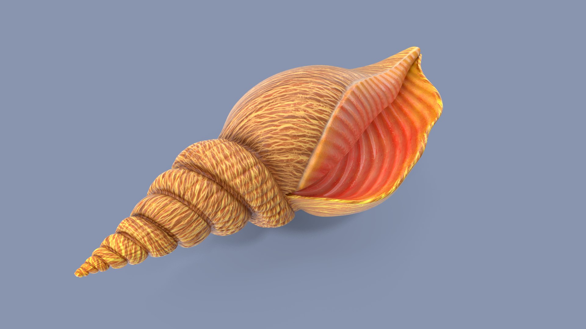 3D Sea Shell 0202 Model - TurboSquid 1736605