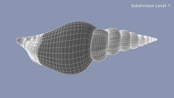 3D Sea Shell 0202 model - TurboSquid 1736605