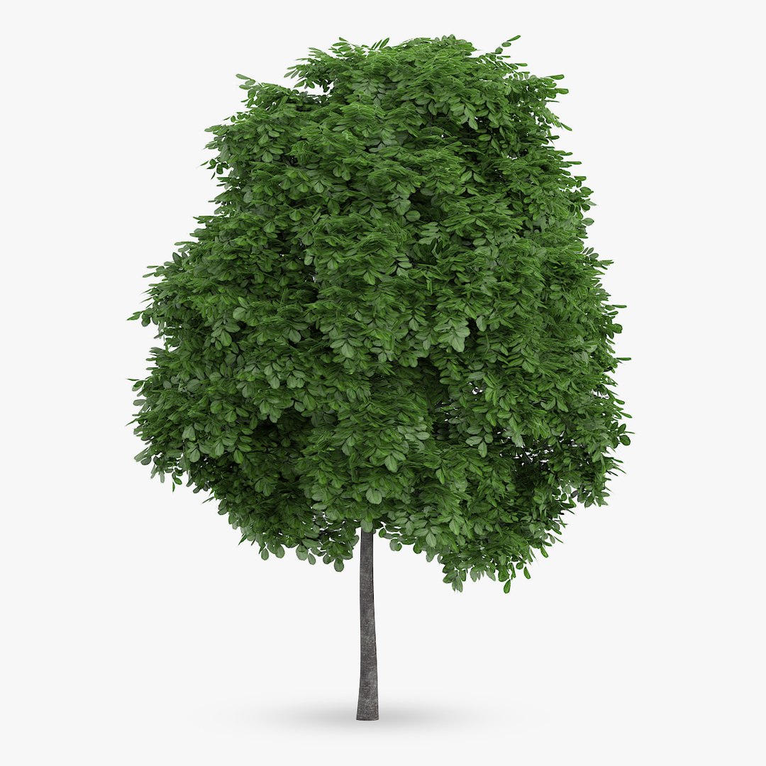 3d Common Whitebeam 8 5m