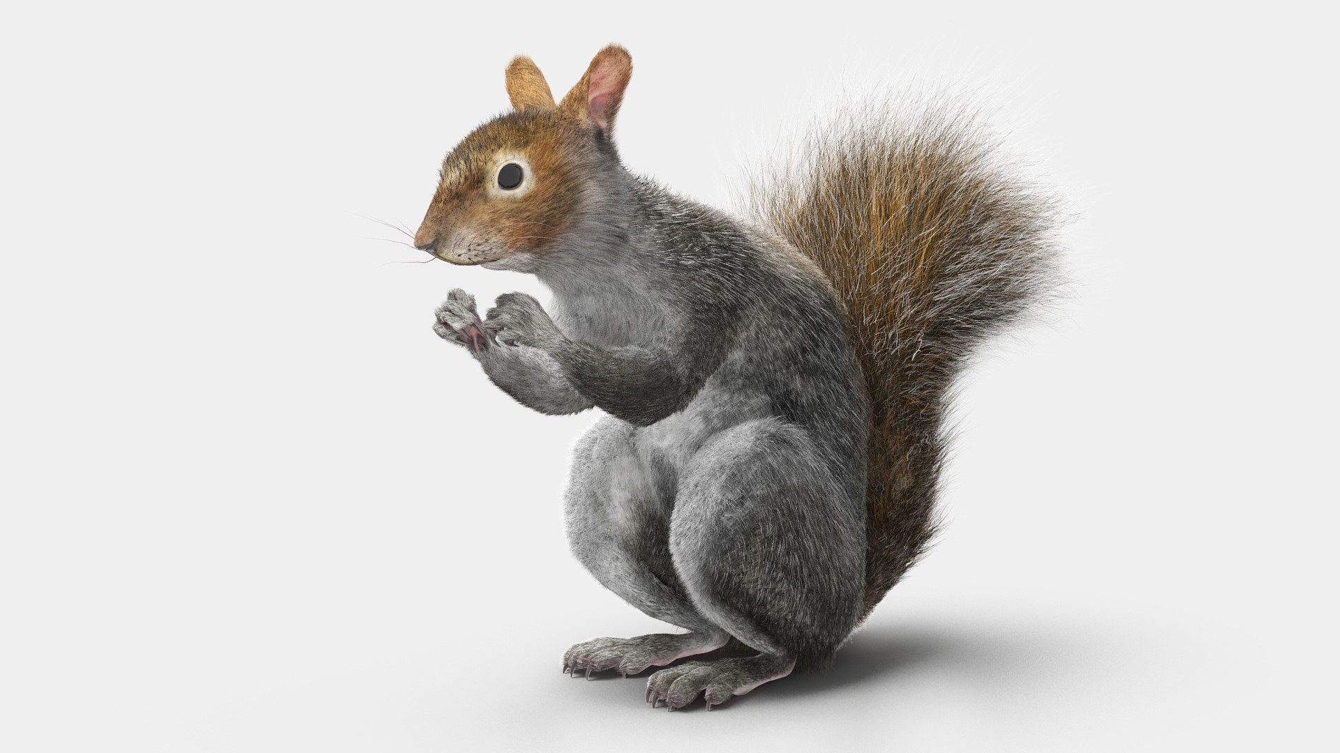 Gray Squirrel In A Sitting Pose Fur 3D Model - TurboSquid 2269720