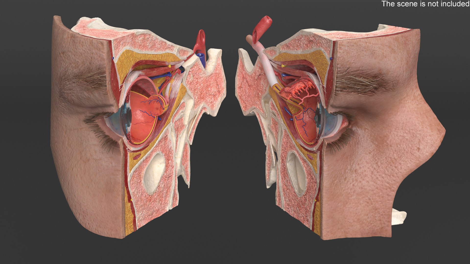 3D Human Eye Cross Section Anatomy Model - TurboSquid 2386010