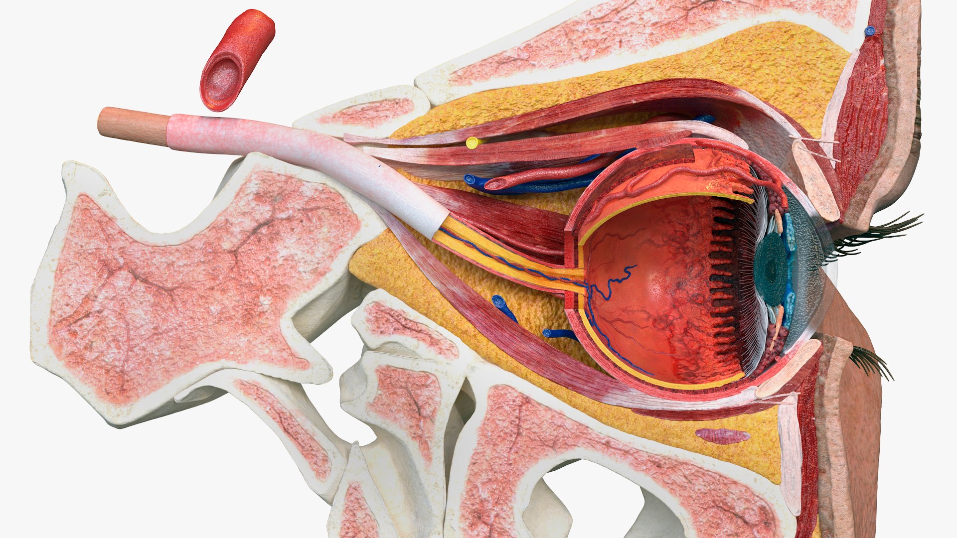 3D Human Eye Cross Section Anatomy Model - TurboSquid 2386010