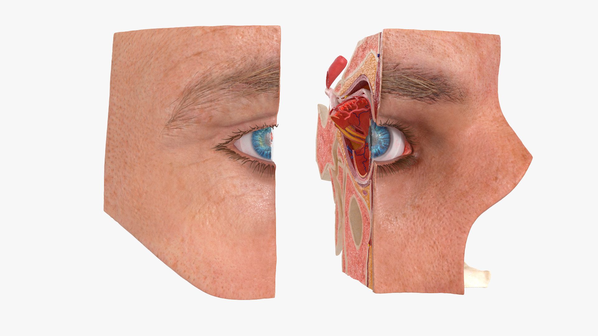 3D Human Eye Cross Section Anatomy Model - TurboSquid 2386010