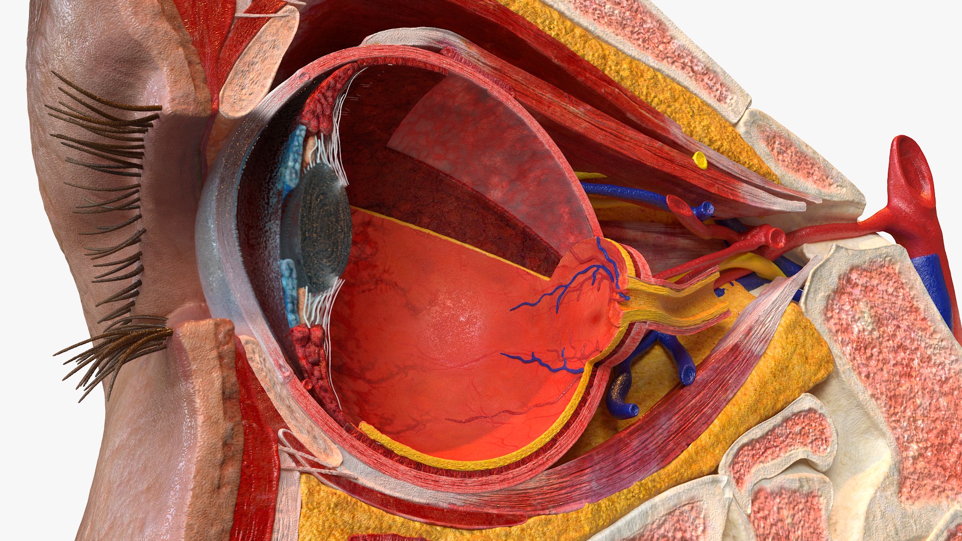 3D Human Eye Cross Section Anatomy Model - TurboSquid 2386010
