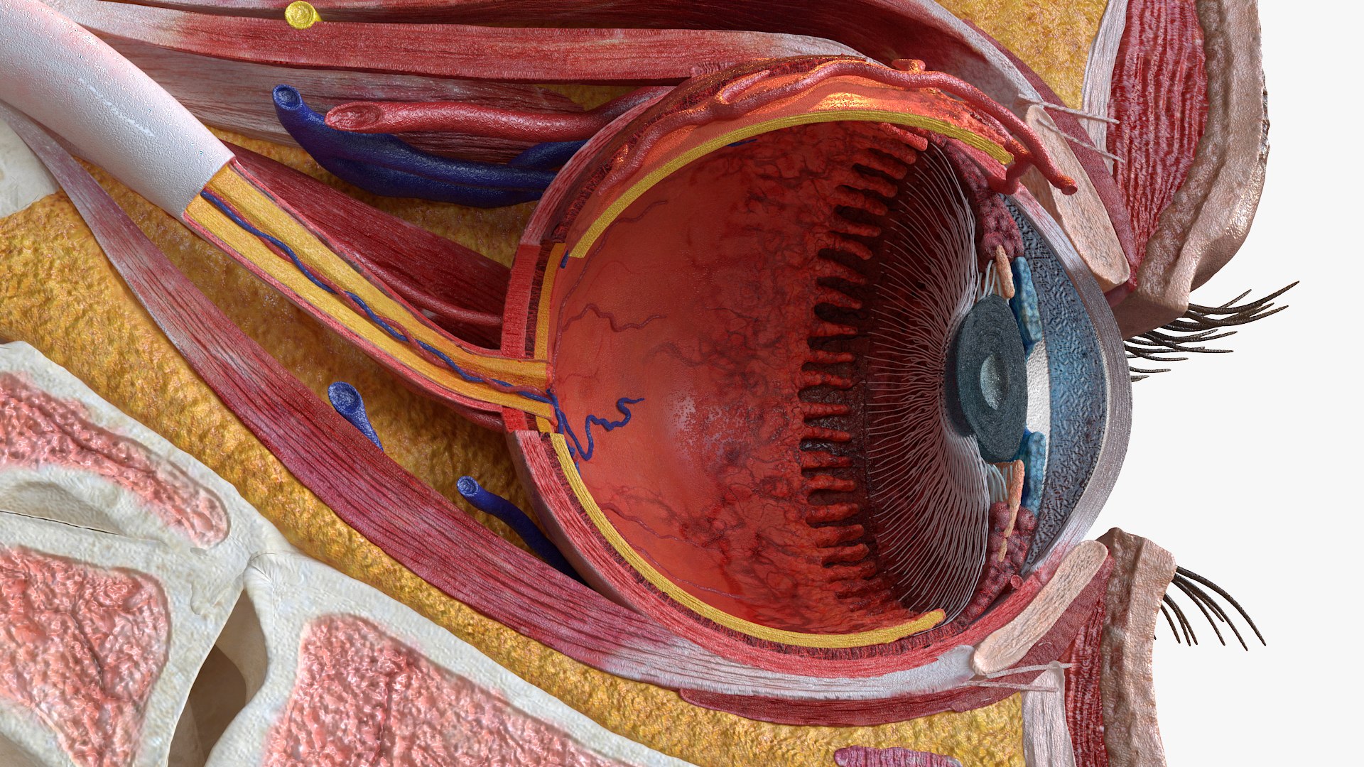 3D Human Eye Cross Section Anatomy Model - TurboSquid 2386010