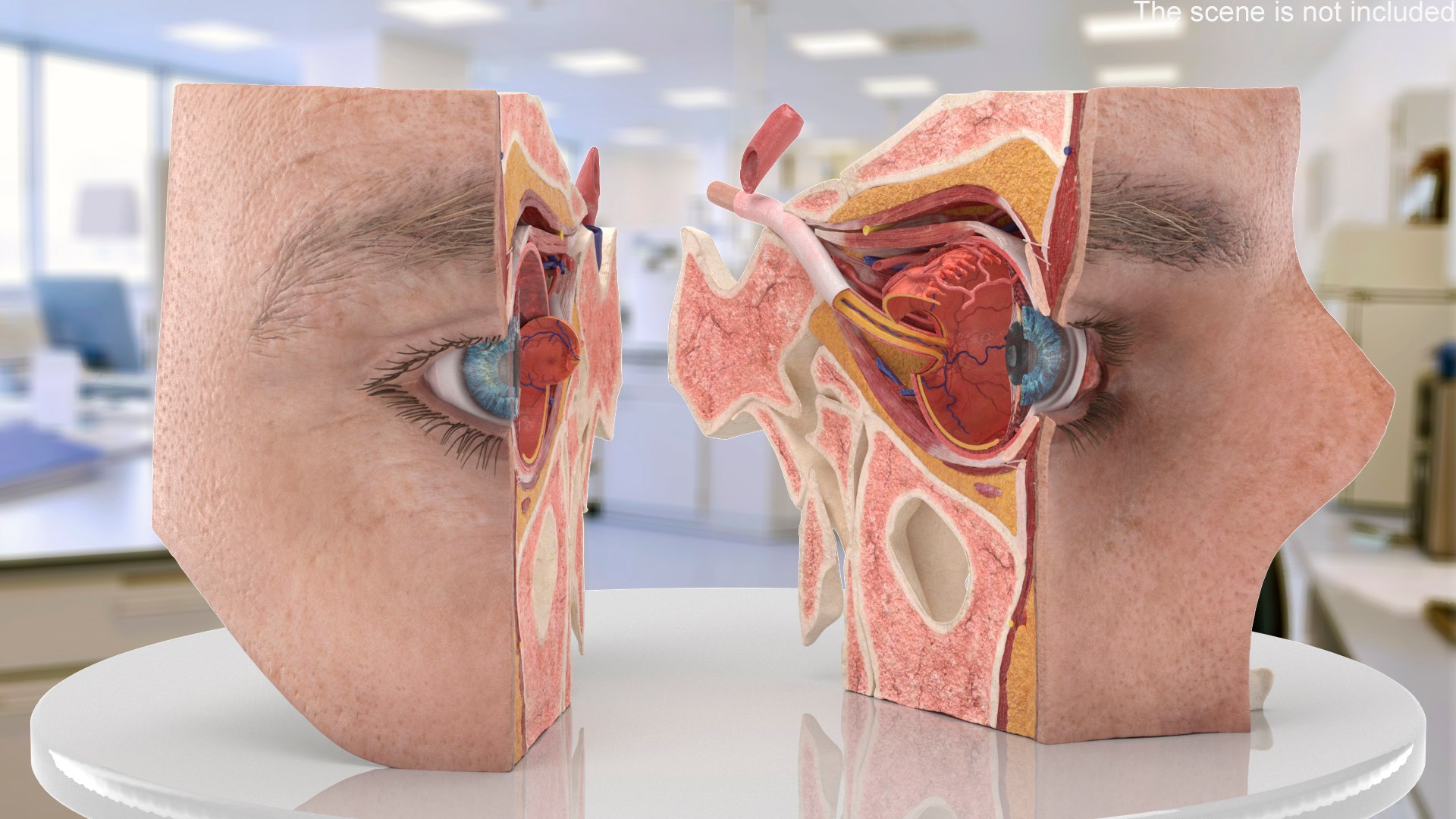 3D Human Eye Cross Section Anatomy Model - TurboSquid 2386010