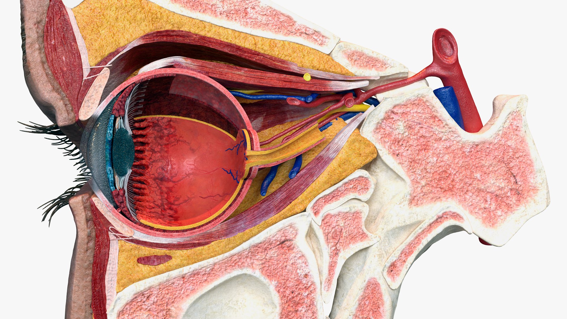 3D Human Eye Cross Section Anatomy Model - TurboSquid 2386010