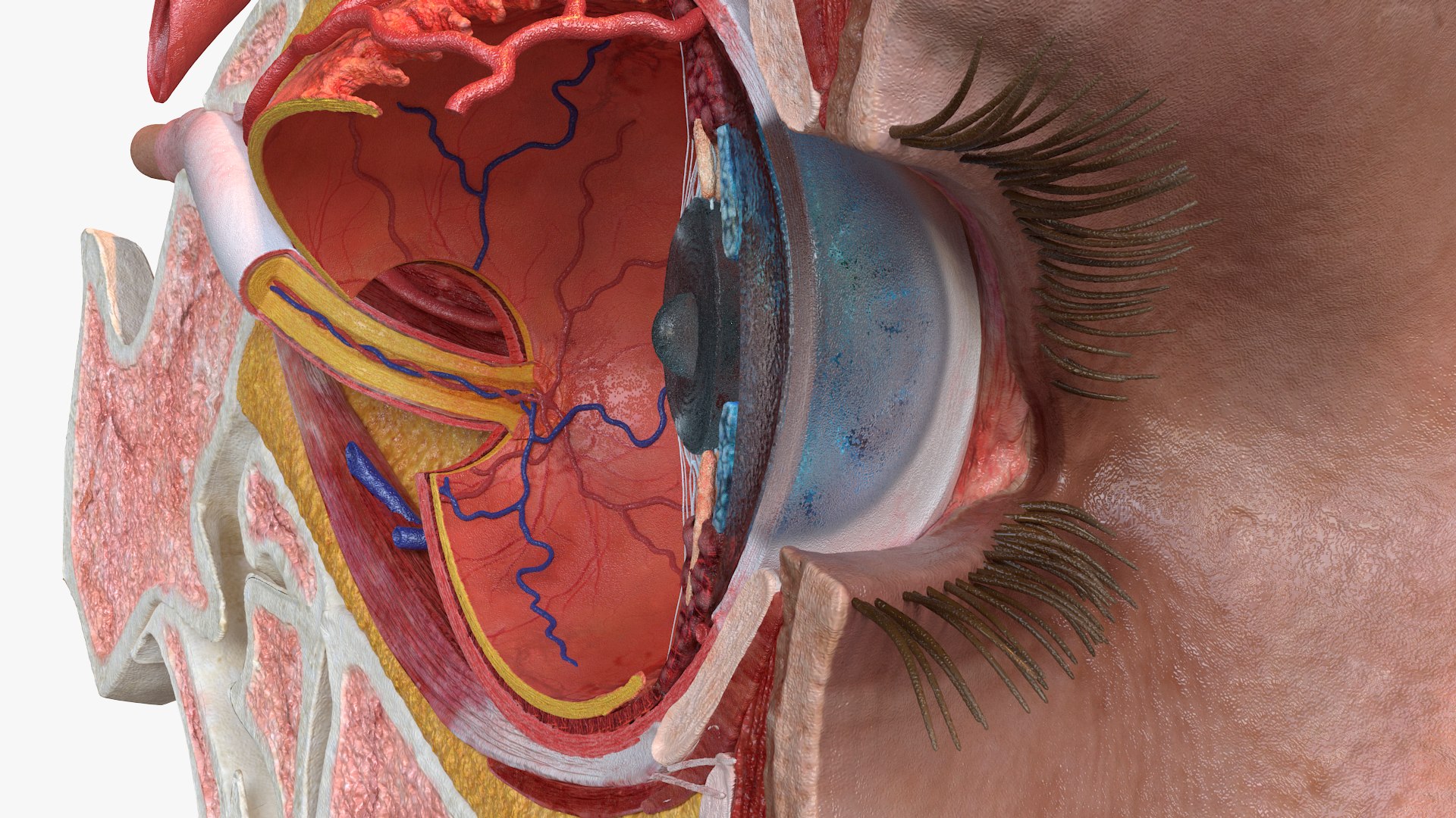 3D Human Eye Cross Section Anatomy Model - TurboSquid 2386010