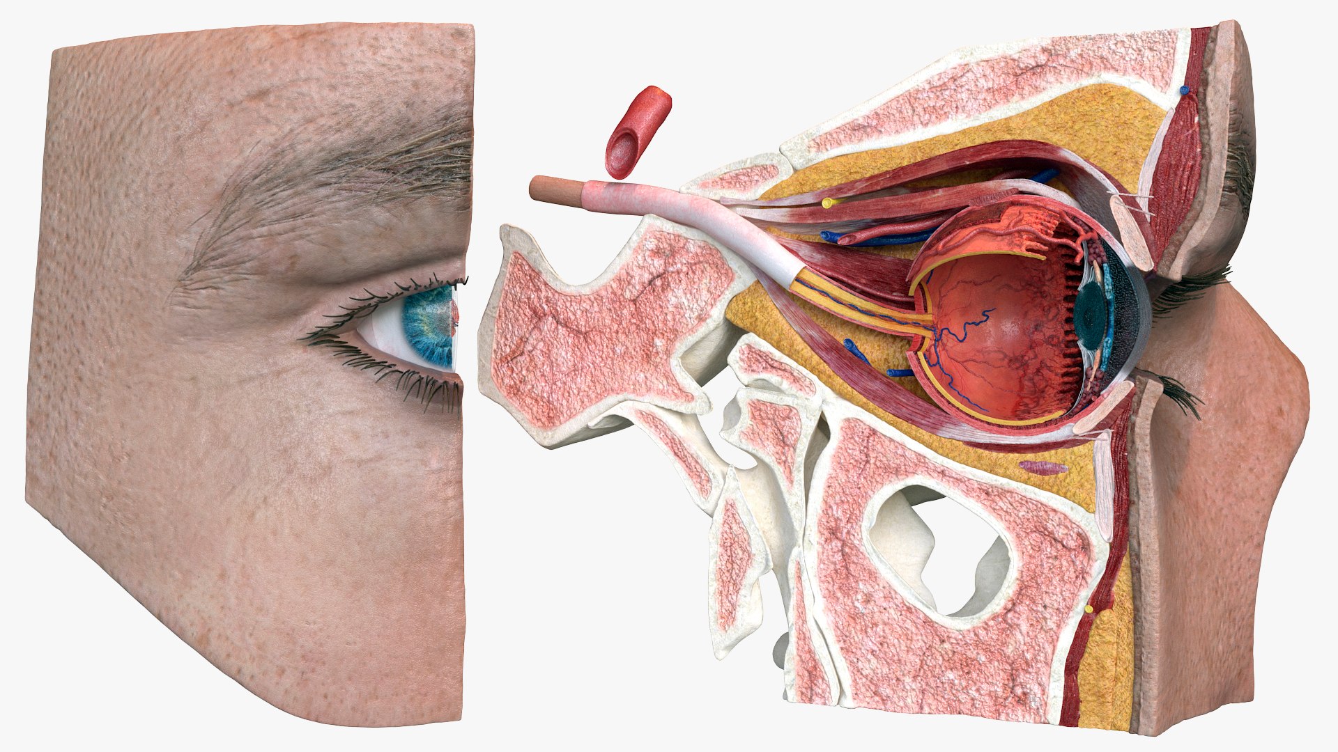3D Human Eye Cross Section Anatomy Model - TurboSquid 2386010