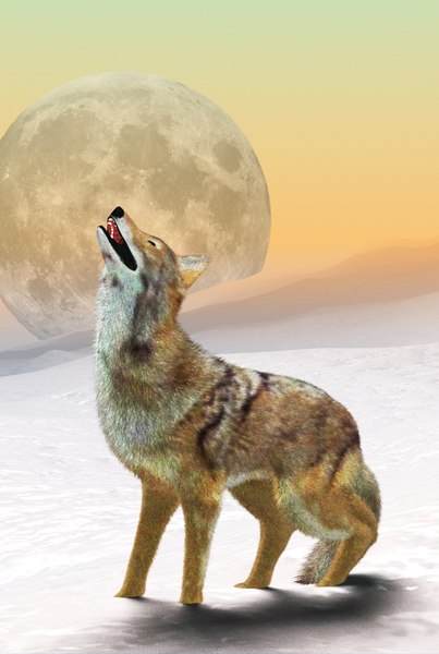 Coyote 3D Models for Download | TurboSquid