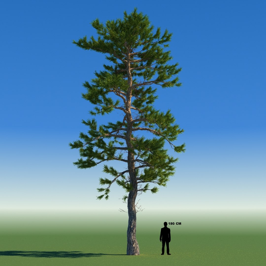 3d Model Tree Japanese Pine