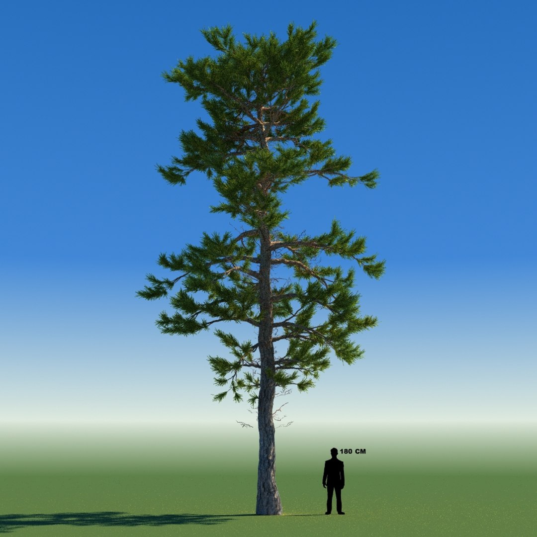 3d Model Tree Japanese Pine